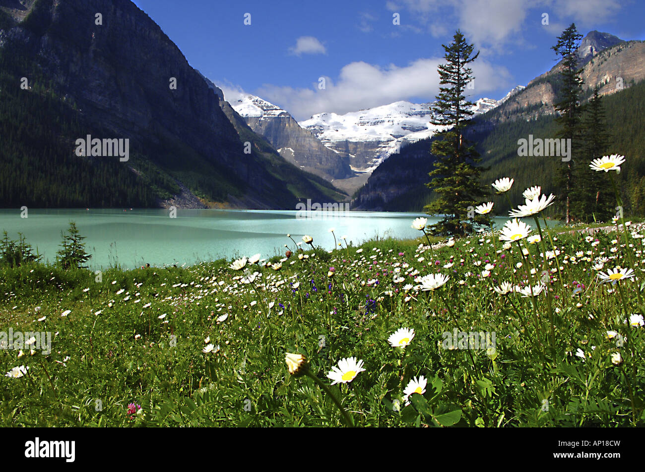 Lake Louise Banff Flowers High Resolution Stock Photography and Images ...