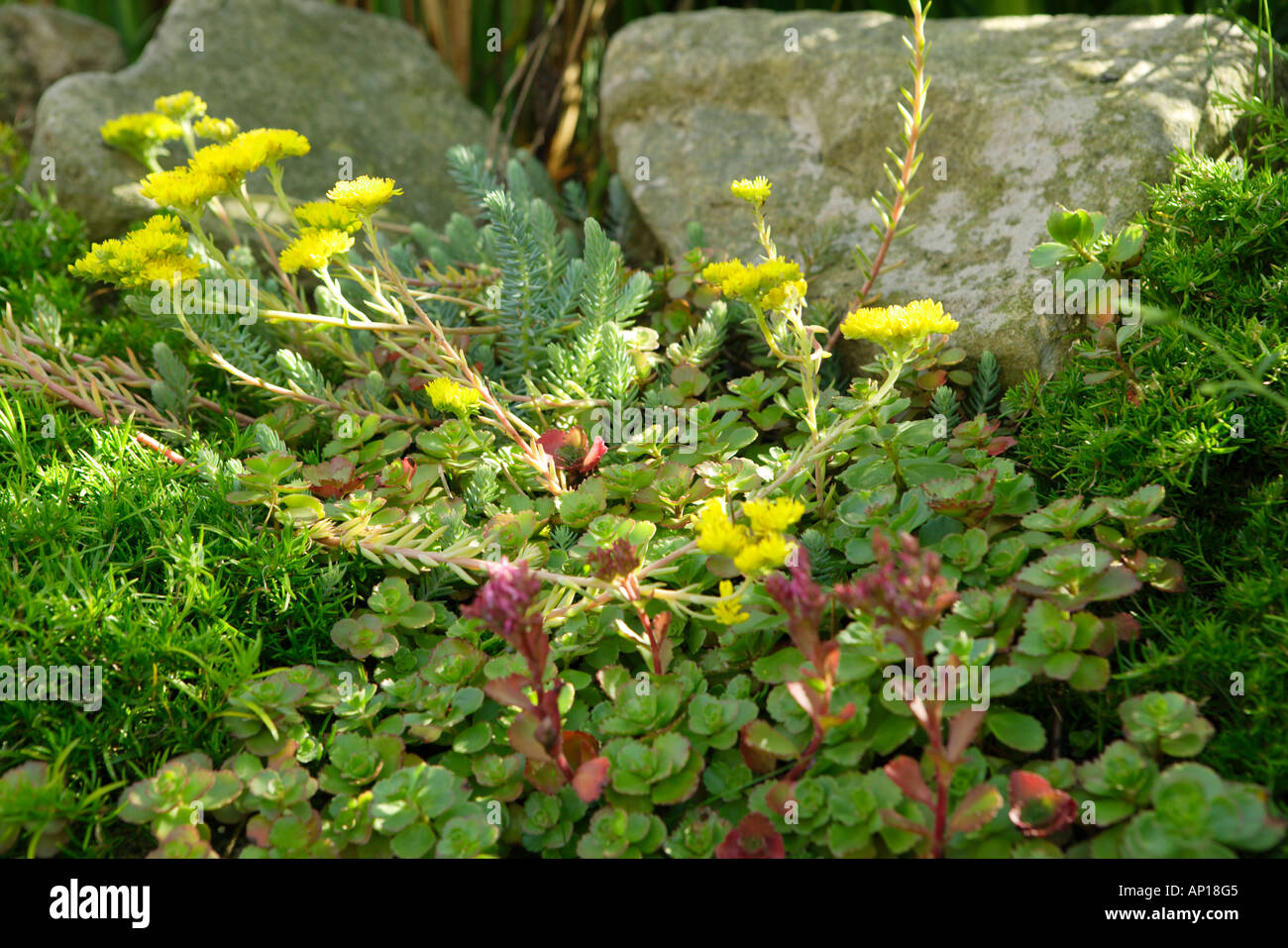 Yellow Flowering Alpine Plant Stock Photo - Alamy