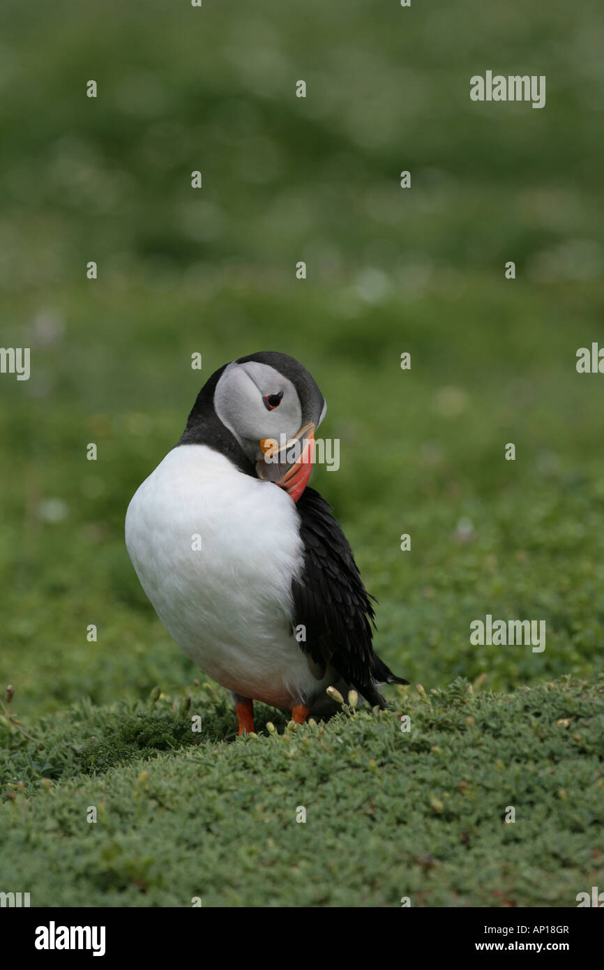 Puffin sleeping hi-res stock photography and images - Alamy