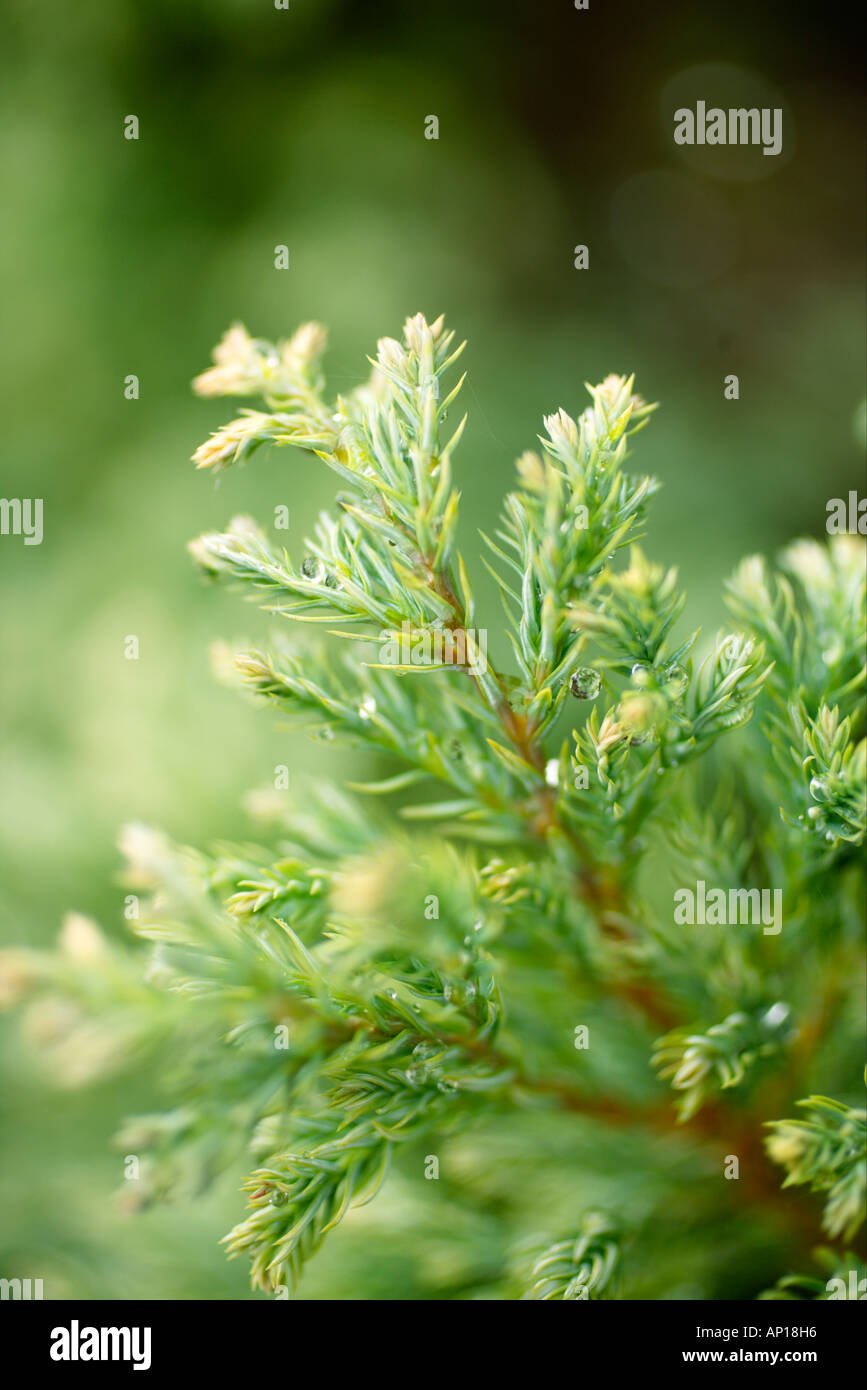 Fresh Growth Giant Redwood Tree Stock Photo - Alamy