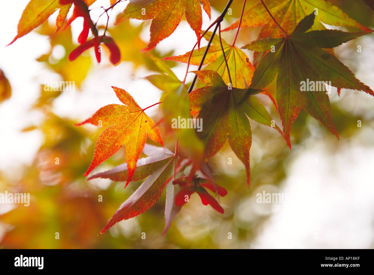 Backlit Japanese Maple Leaves Early Autumn Stock Photo - Alamy