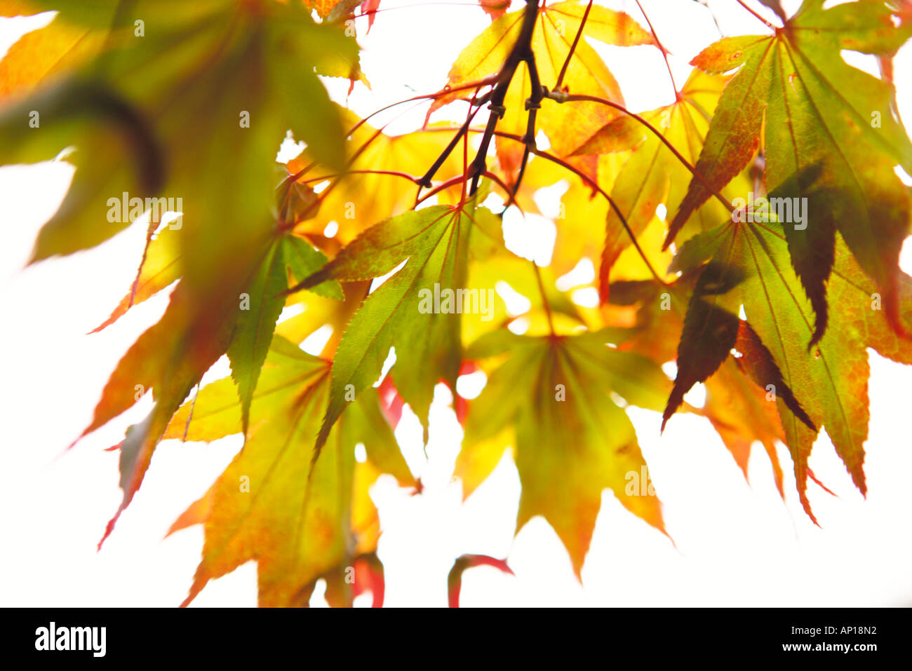 Japanese Maple Leaves Early Autumn Stock Photo - Alamy