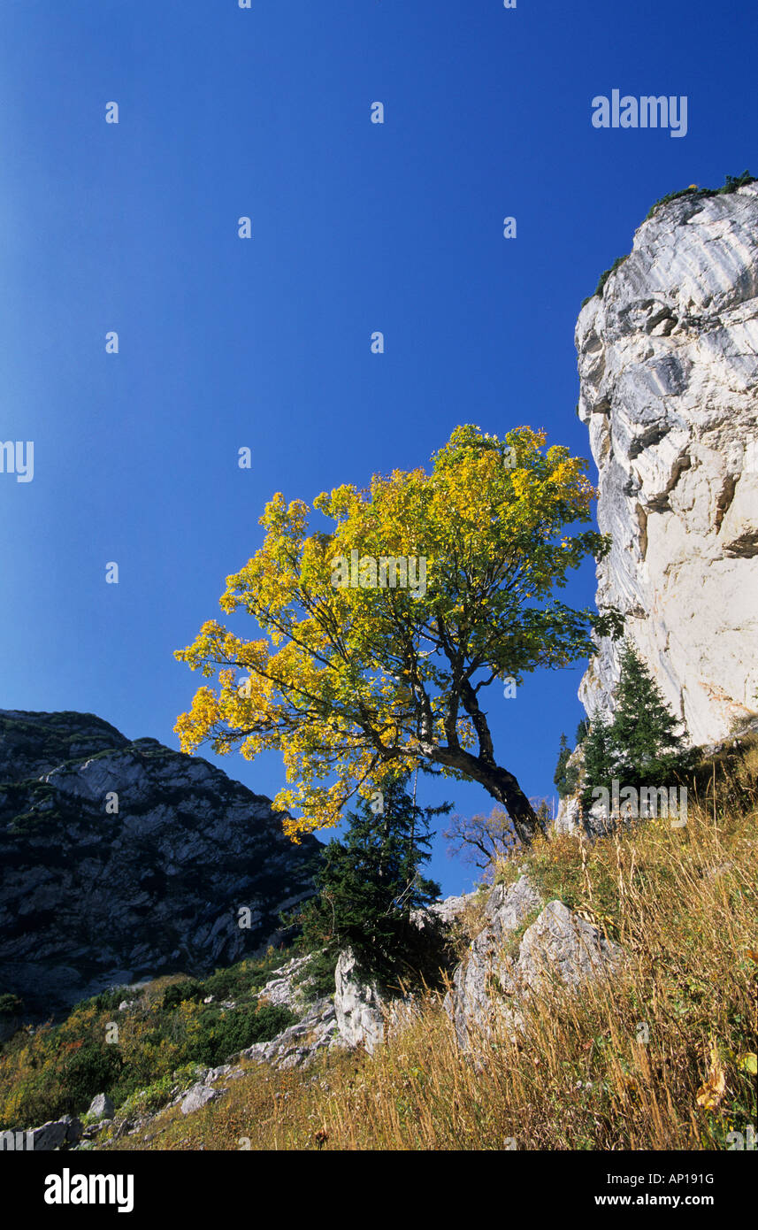 maple tree in autumn colours with Plankenstein, Upper Bavaria, Bavaria ...
