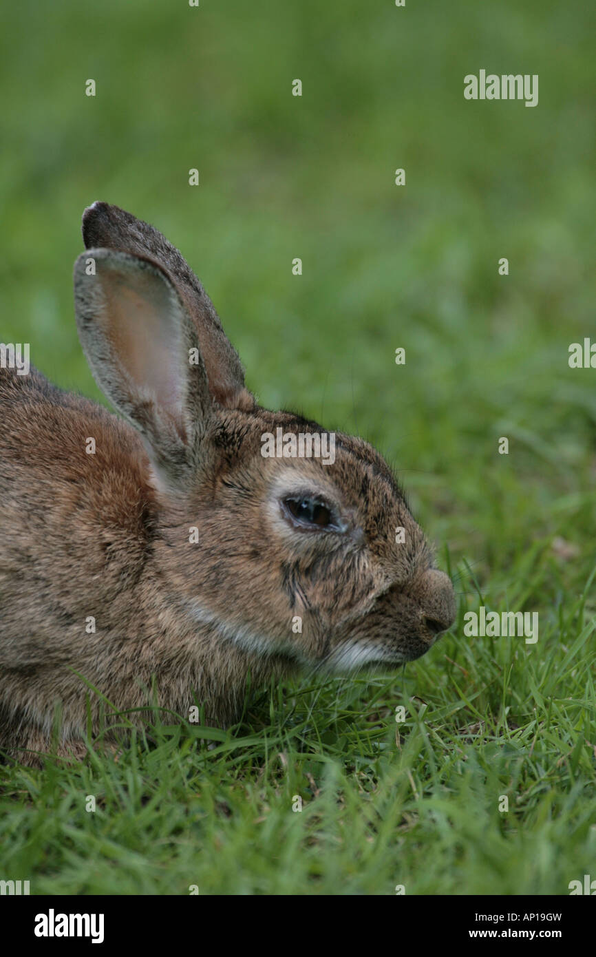 Rabbit Oryctolagus cunniculus showing early signs of Myxomatosis Stock ...