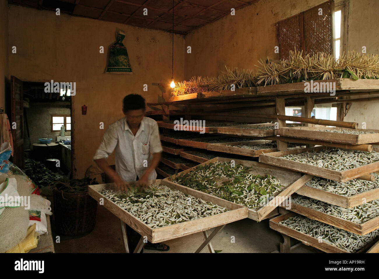 traditional silk making, breeding silkworms, cottage crafts, Nanping ...