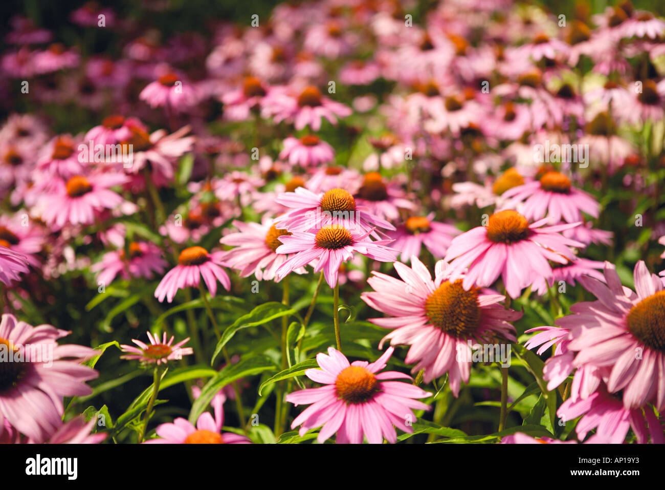 Stellate flower hi-res stock photography and images - Alamy