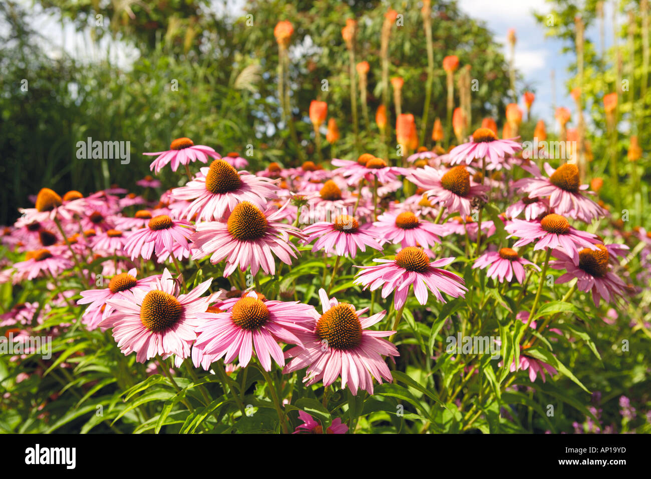 Stellate flower hi-res stock photography and images - Alamy