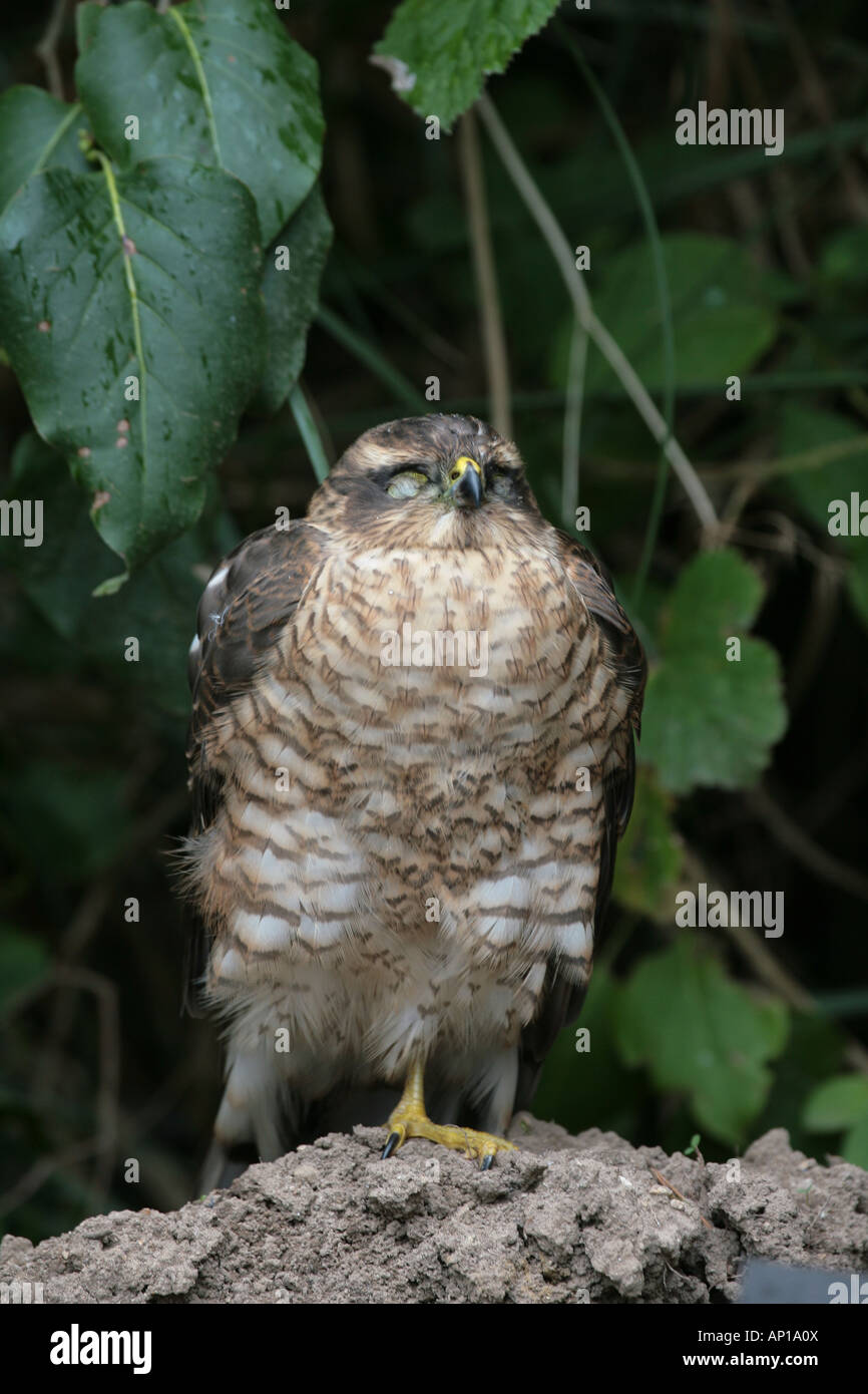 Sparrowhawk accipiter nisus sitting hi-res stock photography and images ...