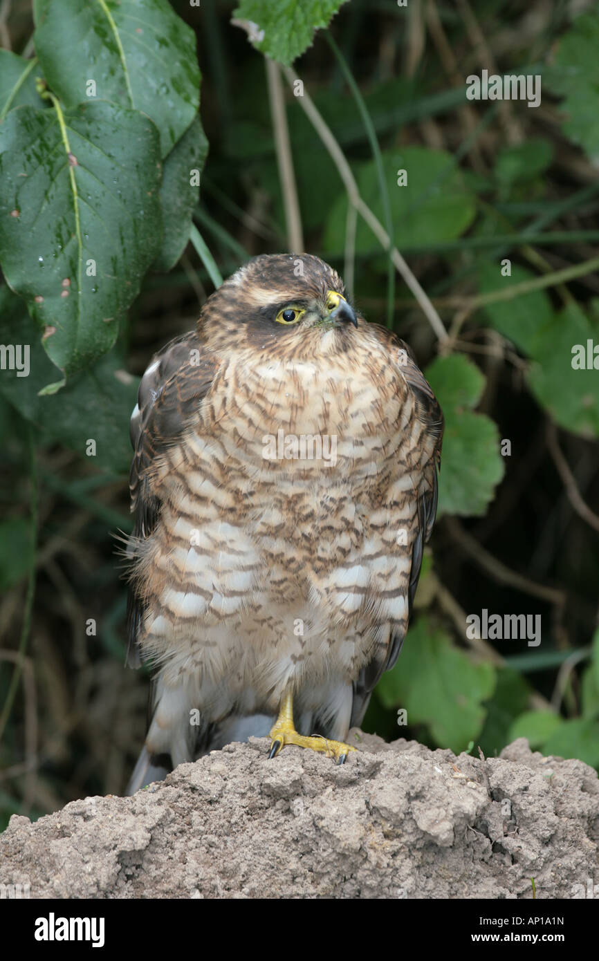 Hedge sparrowhawk hi-res stock photography and images - Alamy