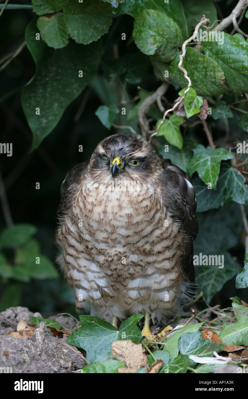 Hedge sparrowhawk hi-res stock photography and images - Alamy