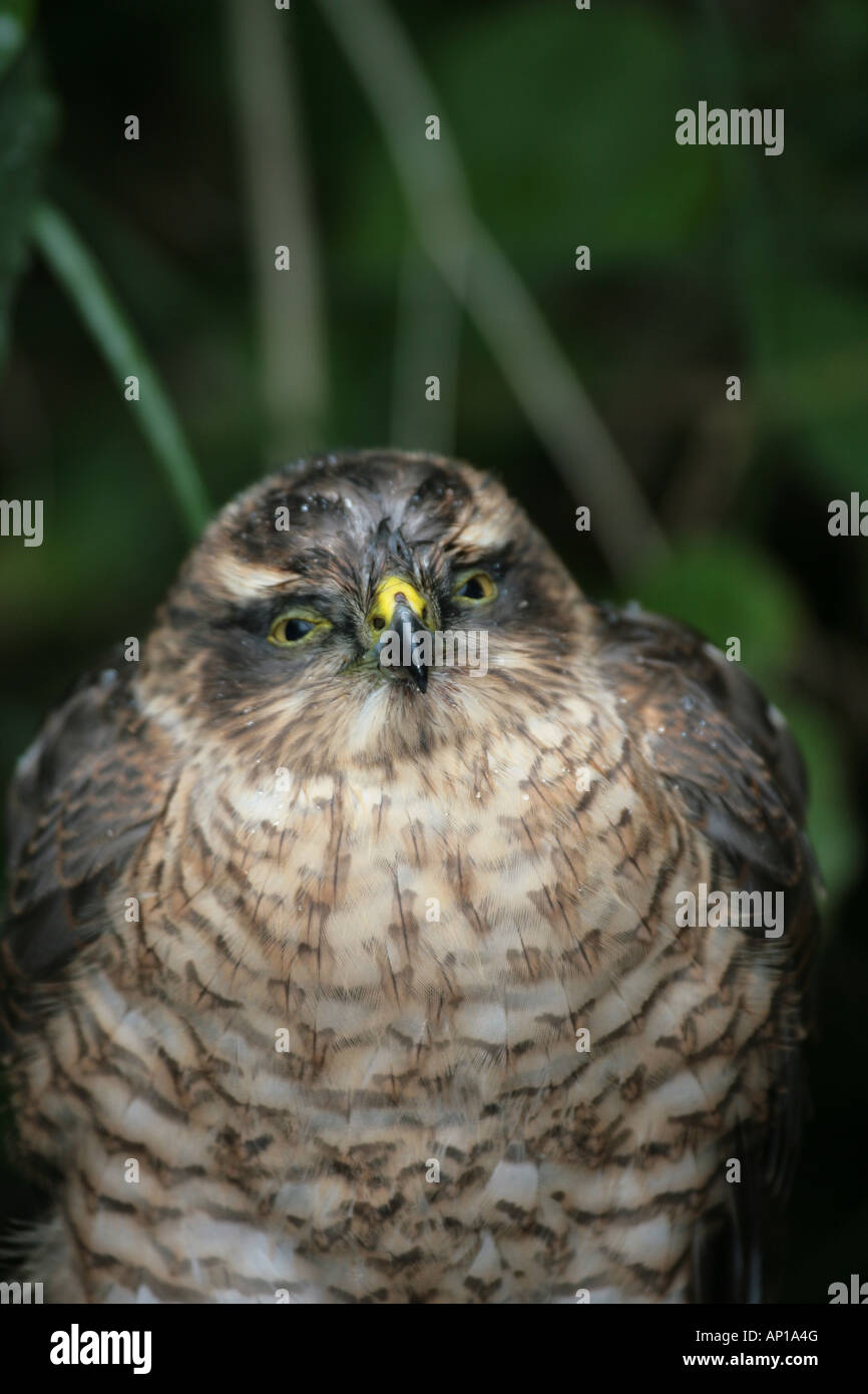 Hedge sparrowhawk hi-res stock photography and images - Alamy