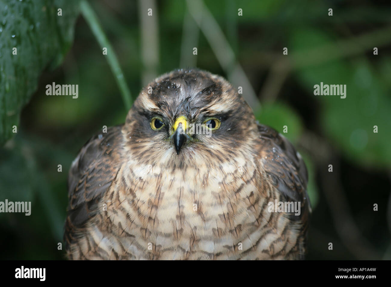 Hedge sparrowhawk hi-res stock photography and images - Alamy