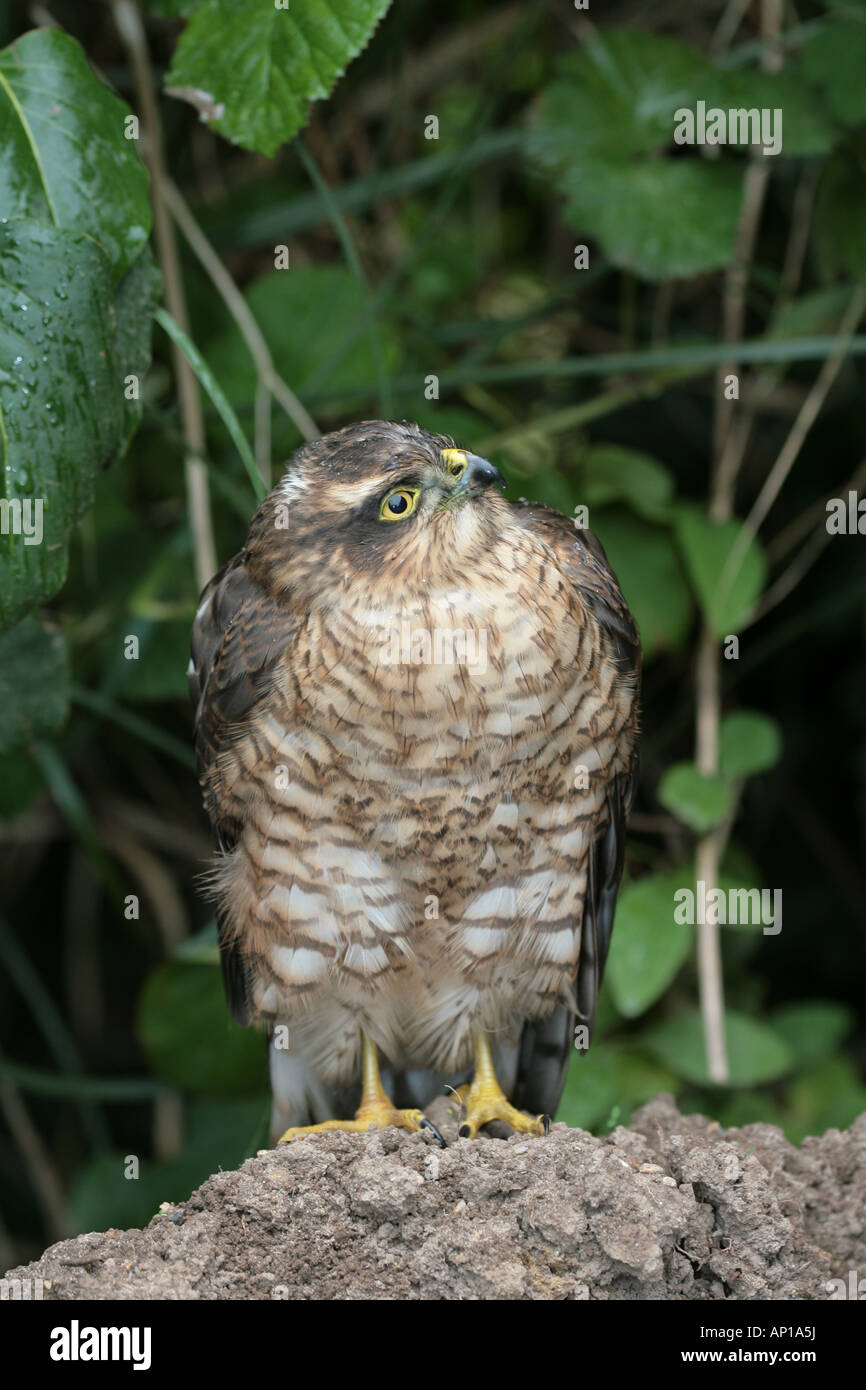 Hedge sparrowhawk hi-res stock photography and images - Alamy