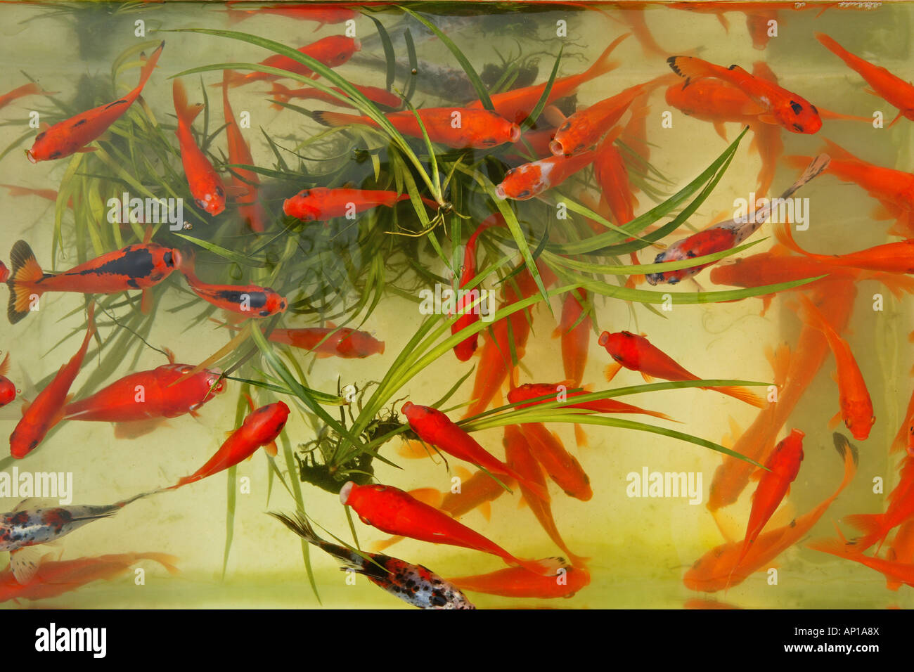 red aquarium fish, goldfish, China, Asia Stock Photo - Alamy