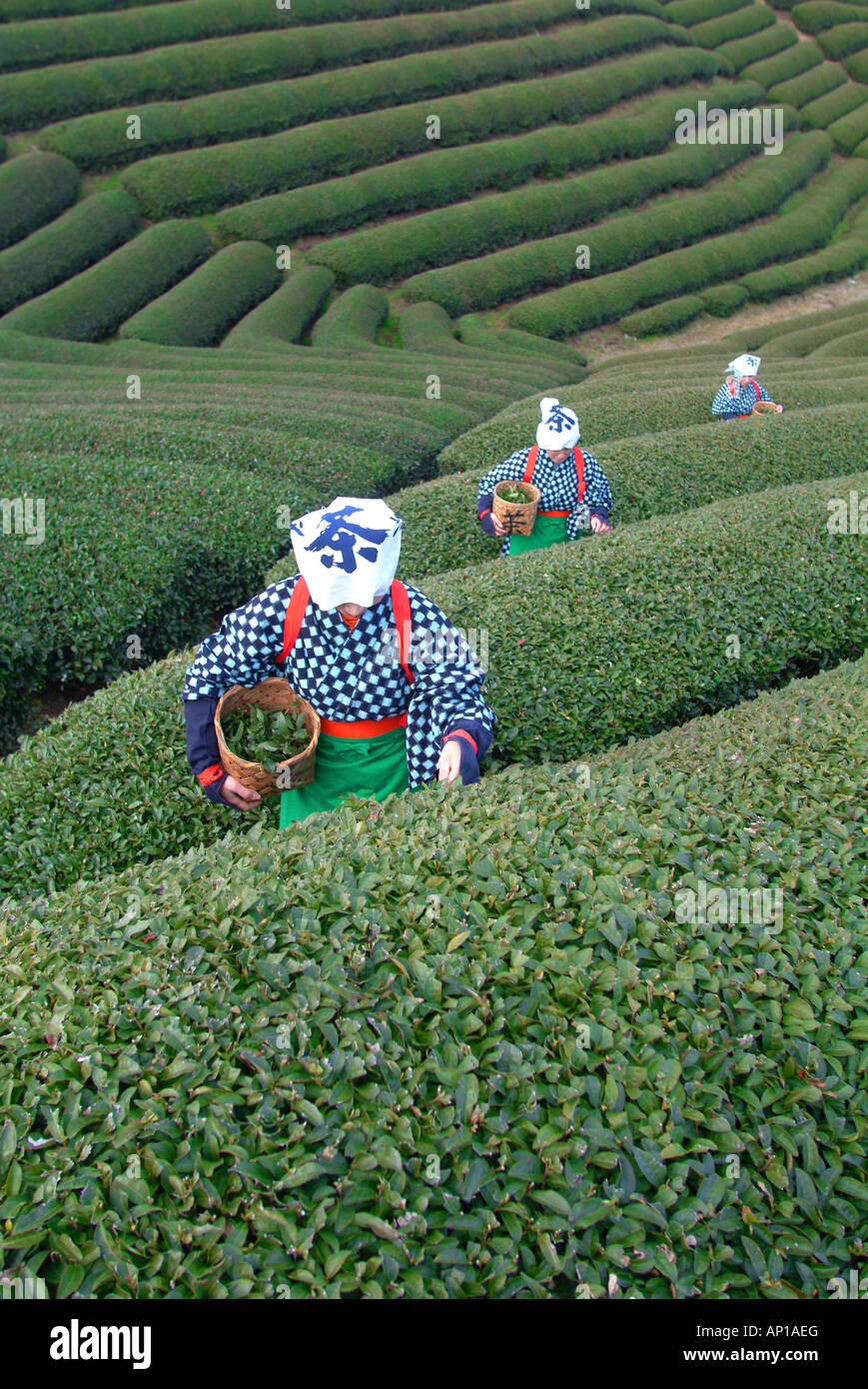 Japanese Tea Field