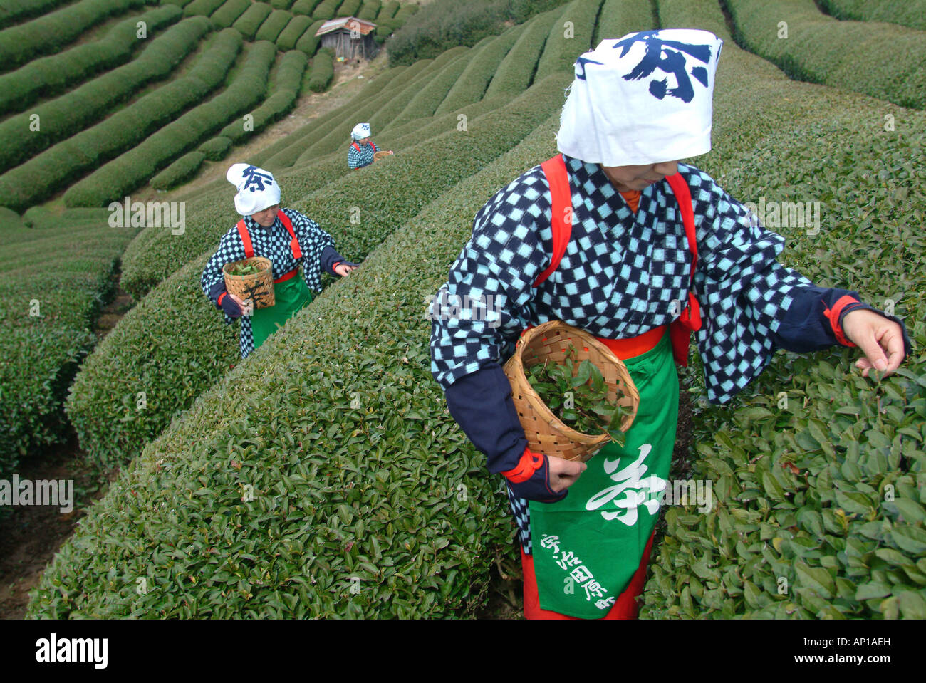 Uji Tea Japan High Resolution Stock Photography and Images - Alamy