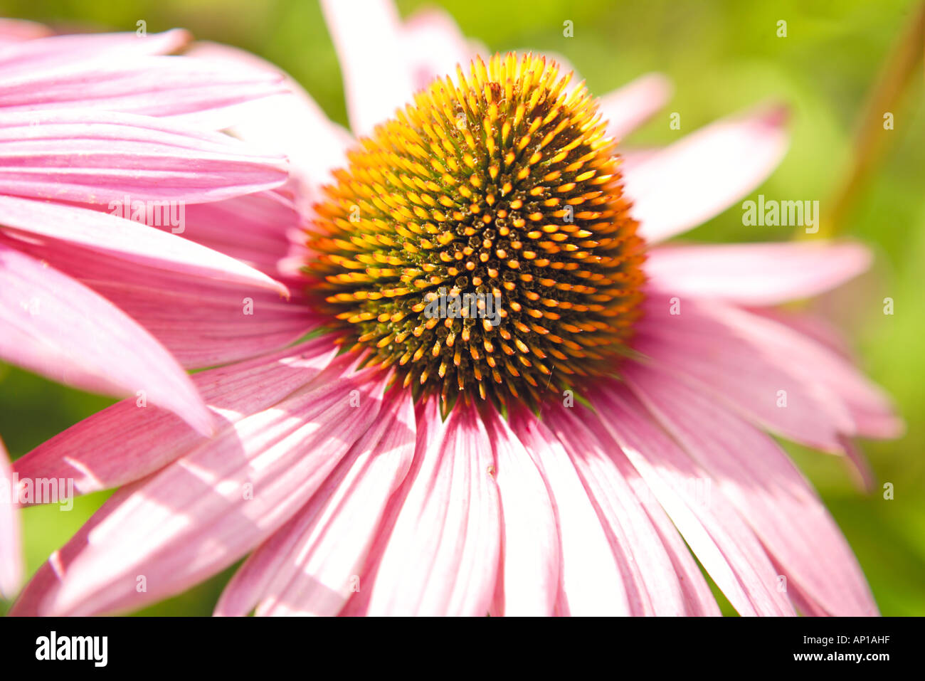 Stellate flower hi-res stock photography and images - Alamy