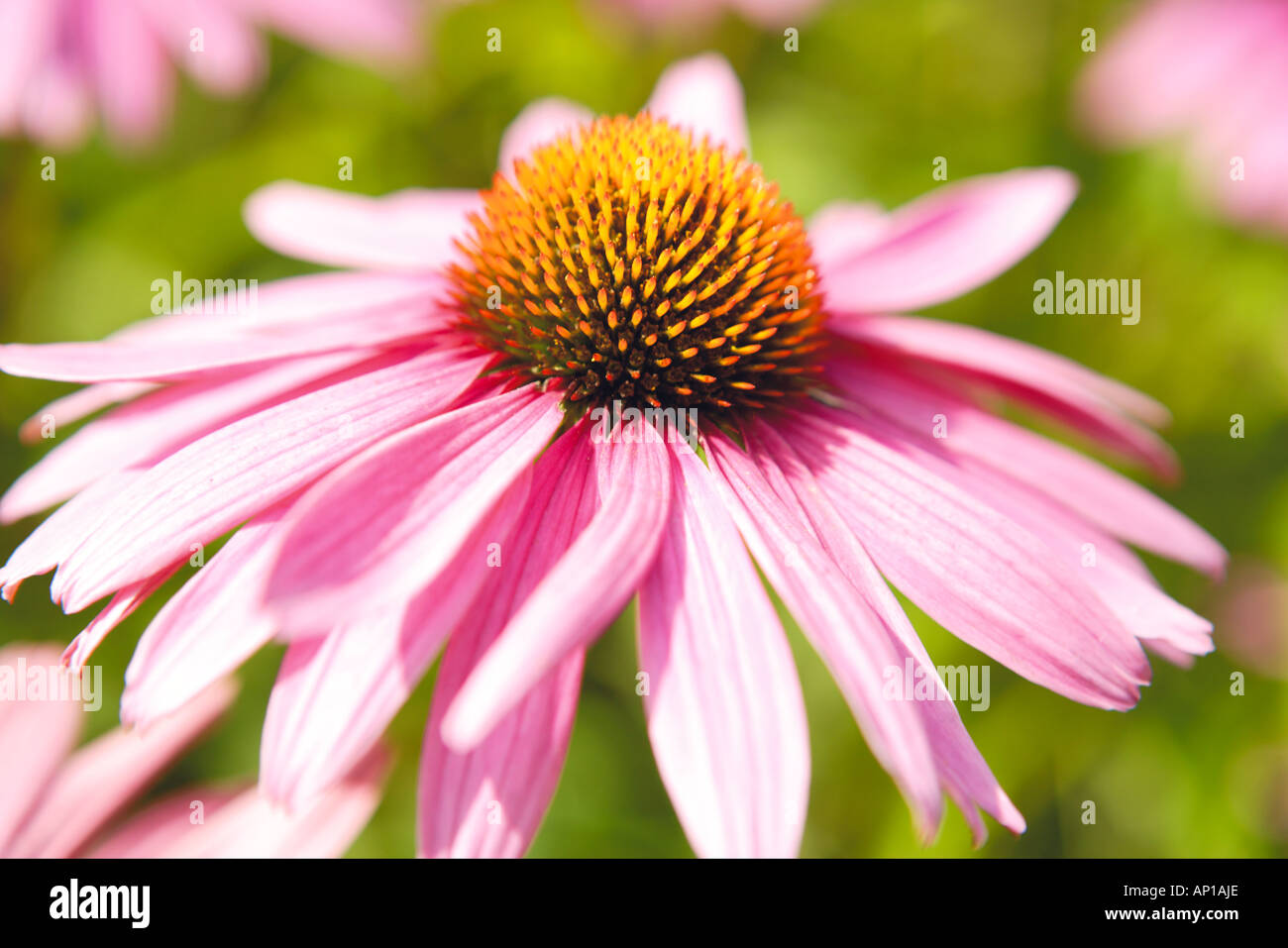 Stellate flower hi-res stock photography and images - Alamy