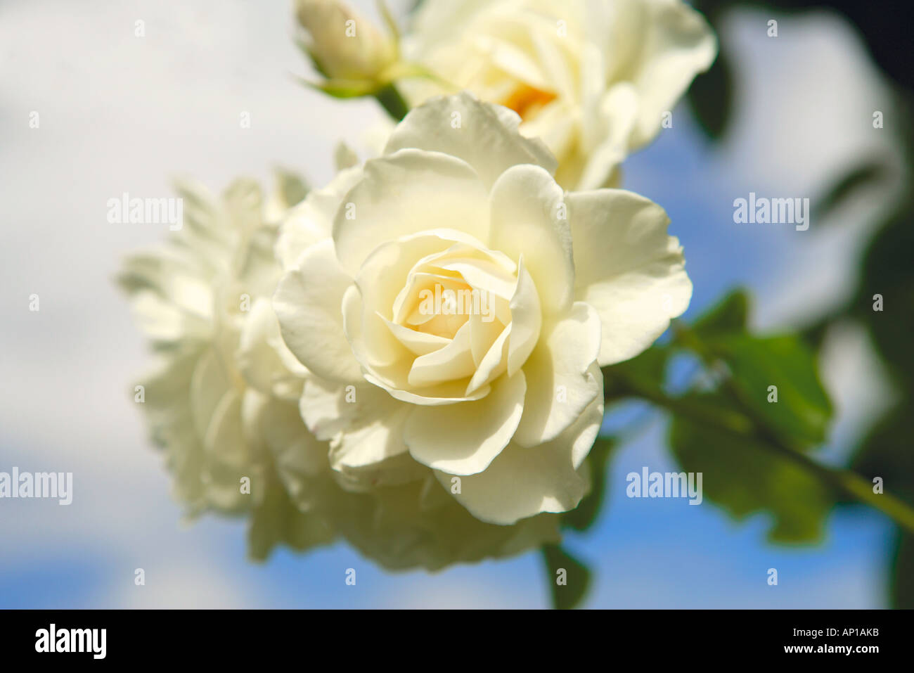 White climbing roses hi-res stock photography and images - Alamy