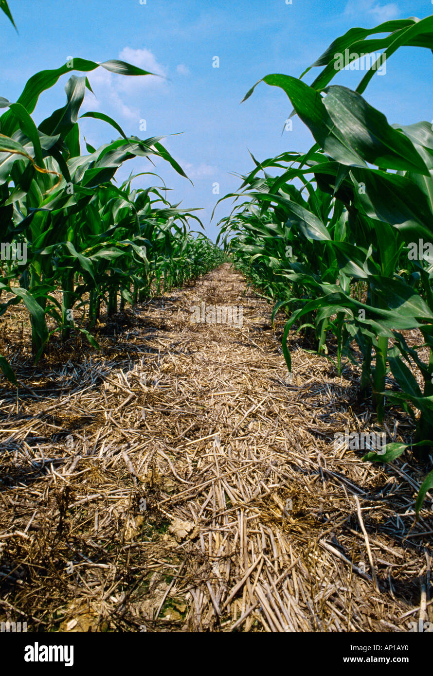 Agriculture No Till Corn