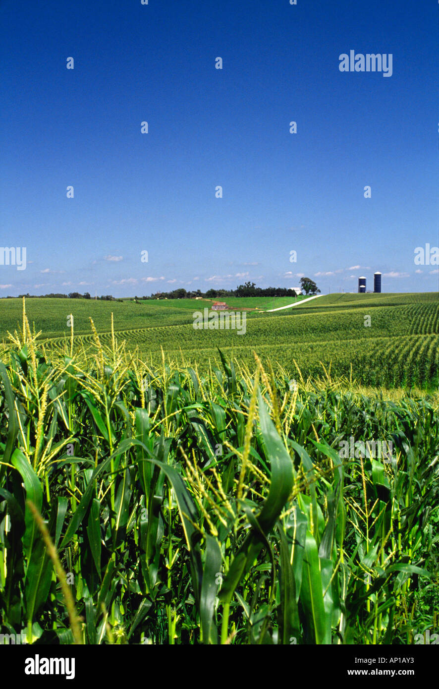 Agriculture - Mid growth tasseled out grain corn field with a silo ...