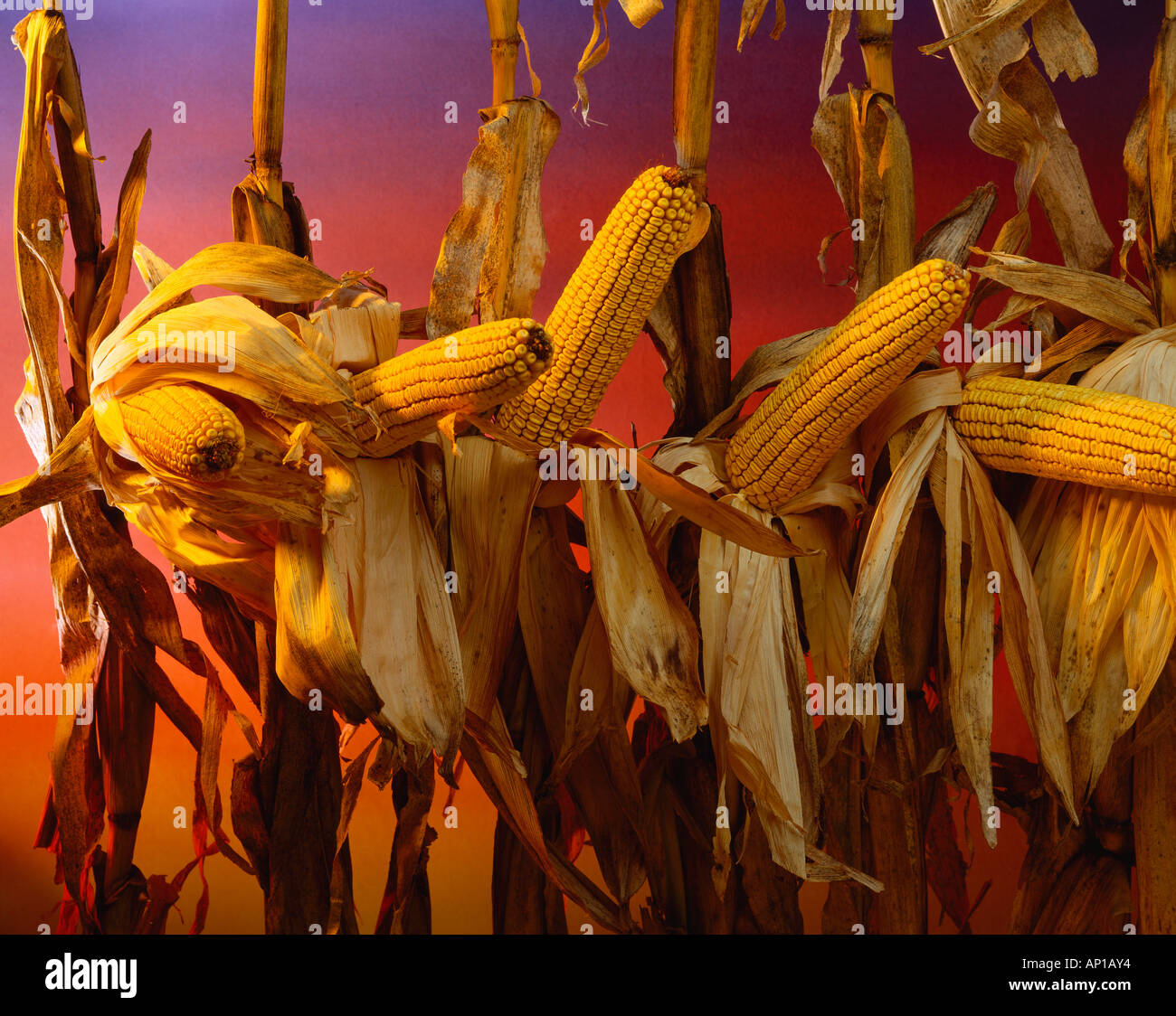 Agriculture - Mature dry grain corn with sunset sky background, studio ...
