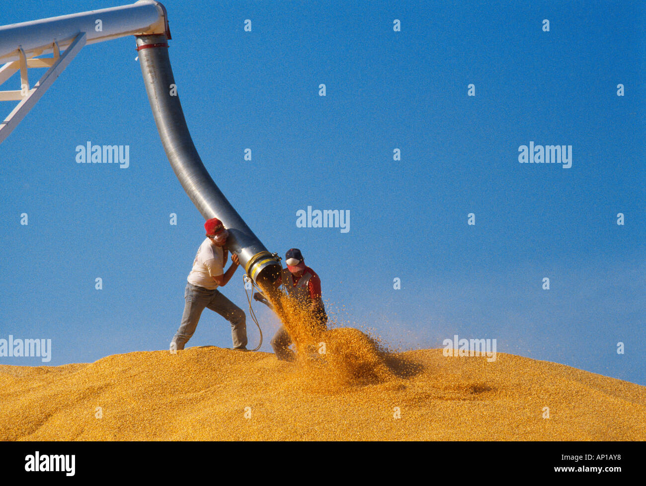 Corn handling hi-res stock photography and images - Alamy