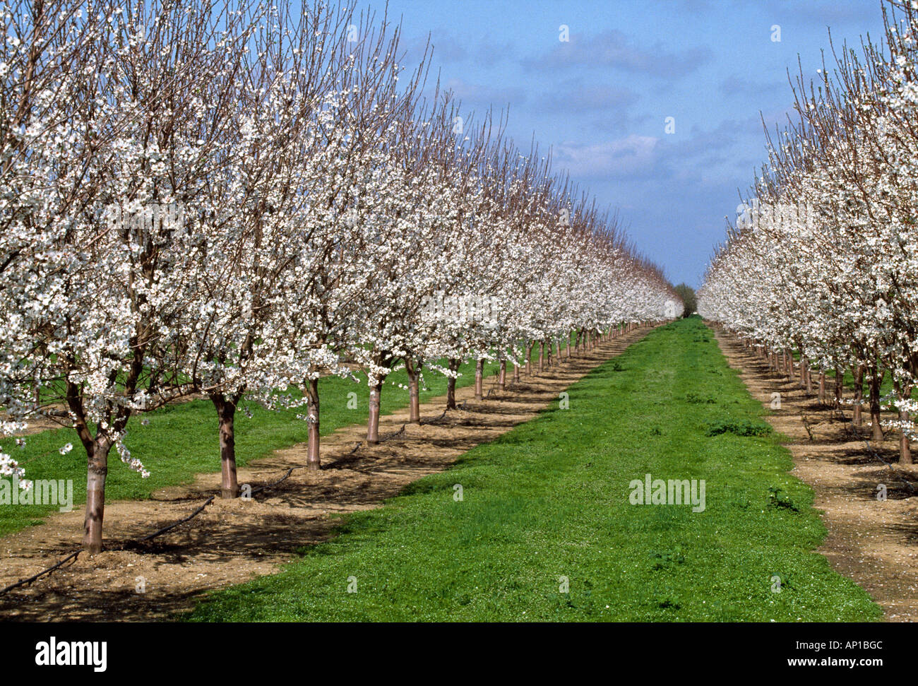 Tree Flower Blossom Blooming White Agriculture Farm Farms Farming High ...