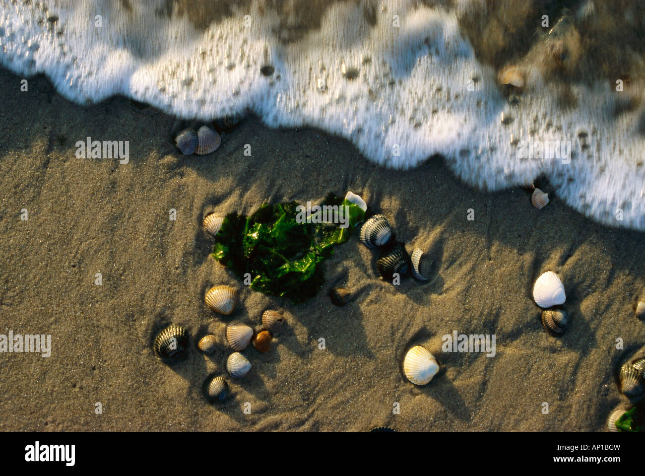 Shells in mudflat, North Sea, Germany Stock Photo - Alamy