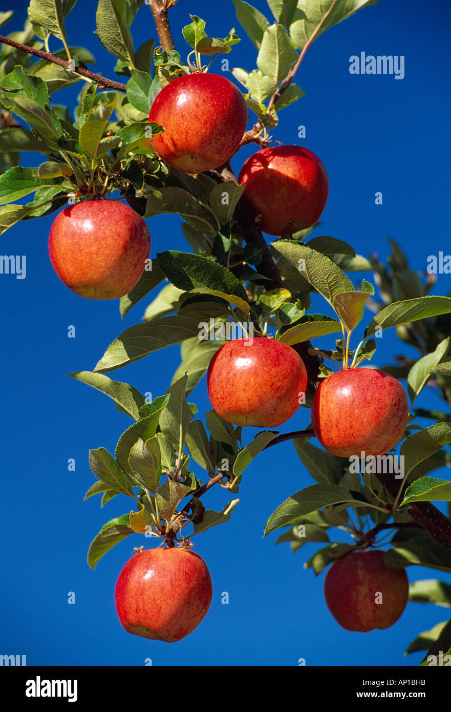 Agriculture - Mature harvest ready Imperial apples on the tree with ...