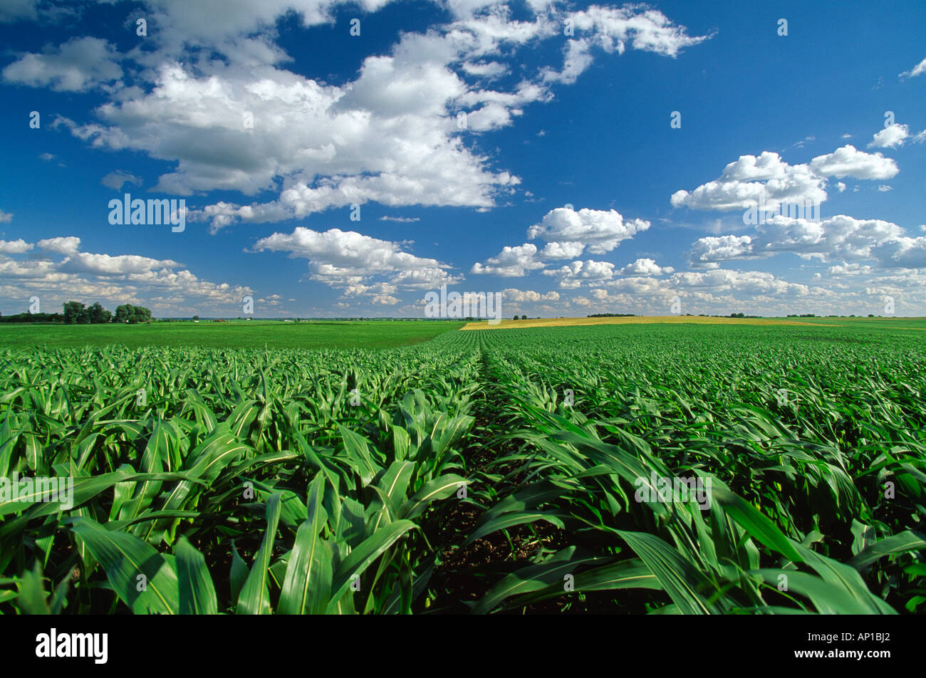 Mid growth corn field hi-res stock photography and images - Alamy