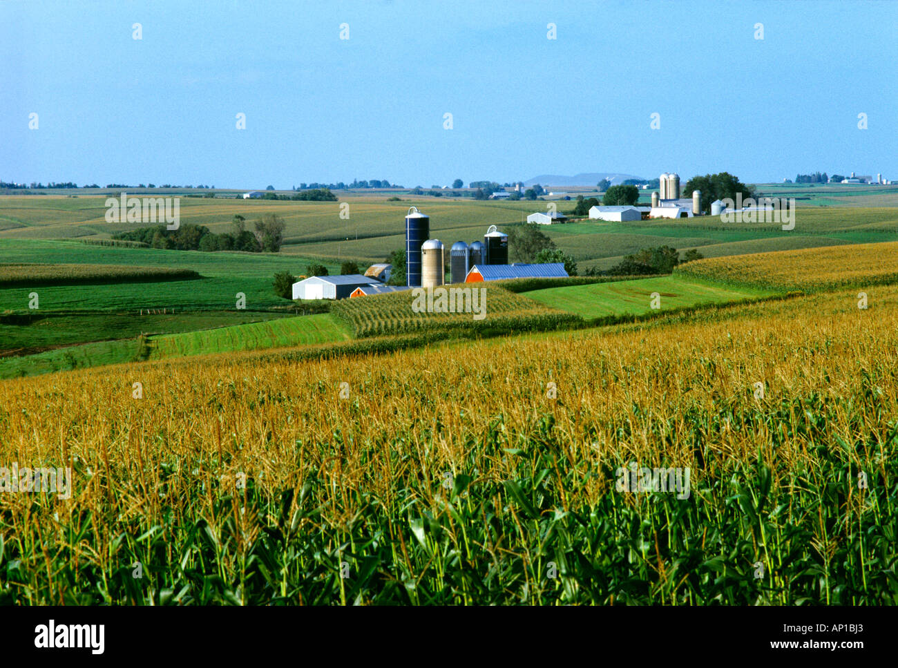 Alfalfa And Corn High Resolution Stock Photography and Images - Alamy