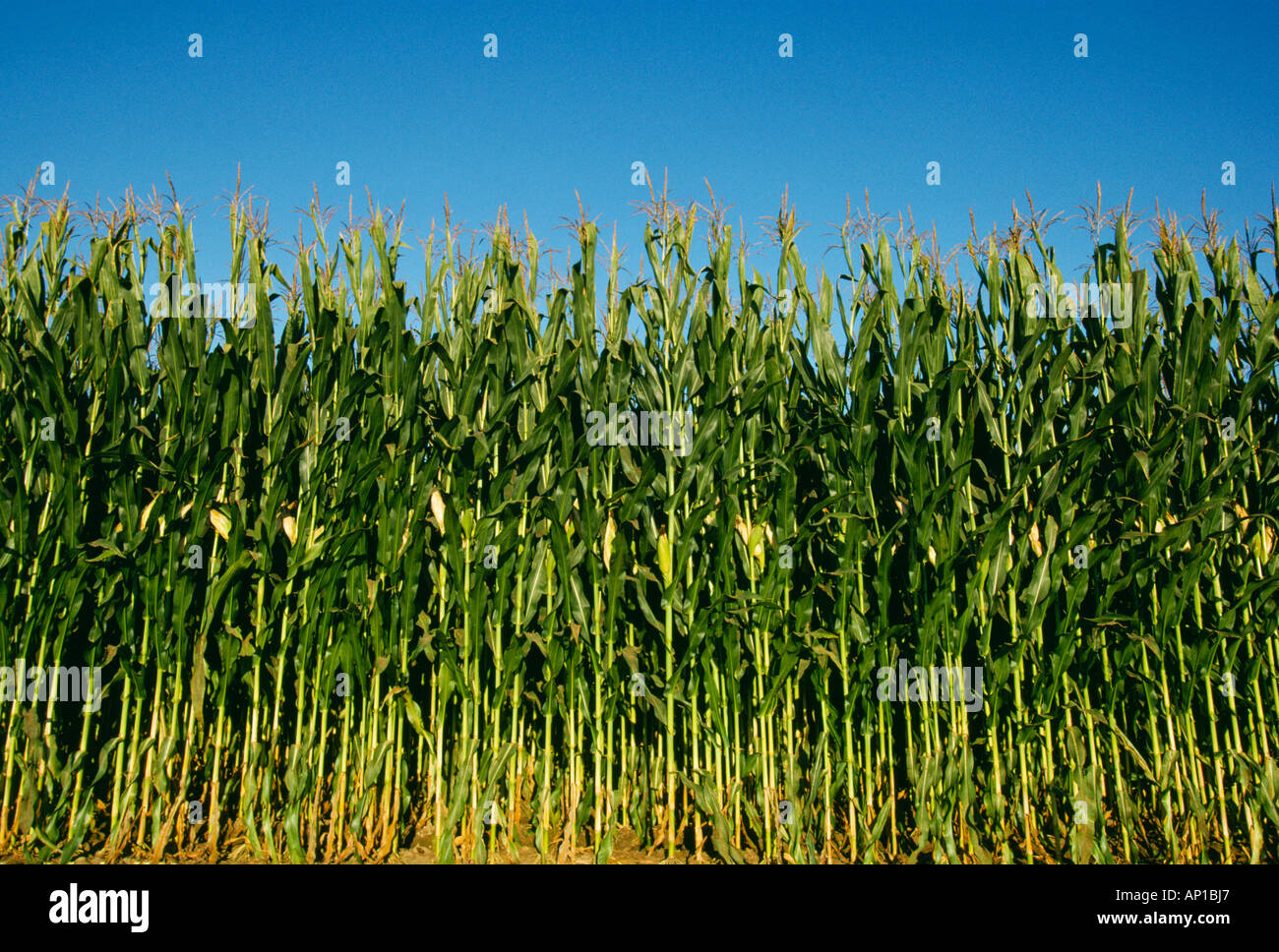 Crop Stand High Resolution Stock Photography and Images - Alamy