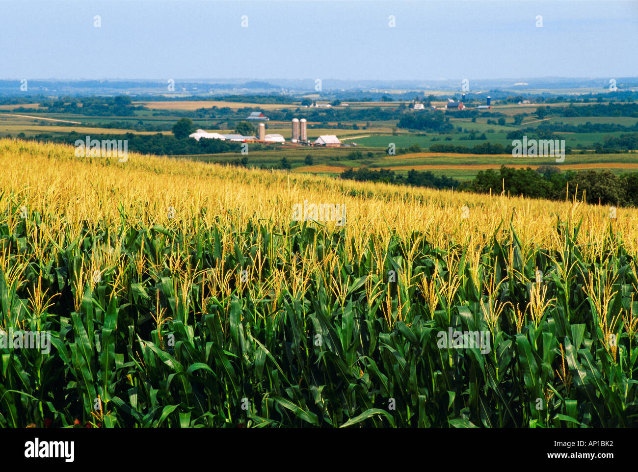 Agriculture - Fully tasseled grain corn with farmsteads in background ...