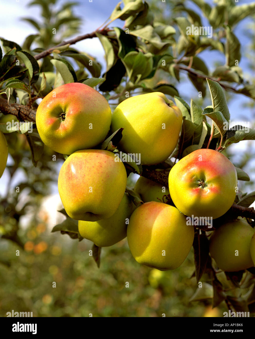 Agriculture - Mature Criterion apples on the tree, ready for harvest ...