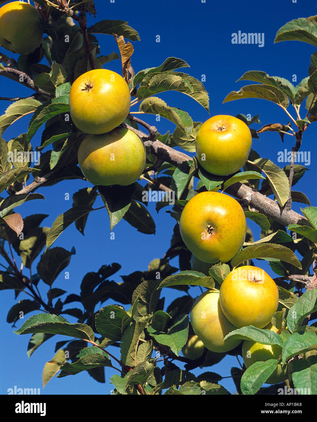 Agriculture - Mature Newtown Pipin apples on the tree, ready for ...