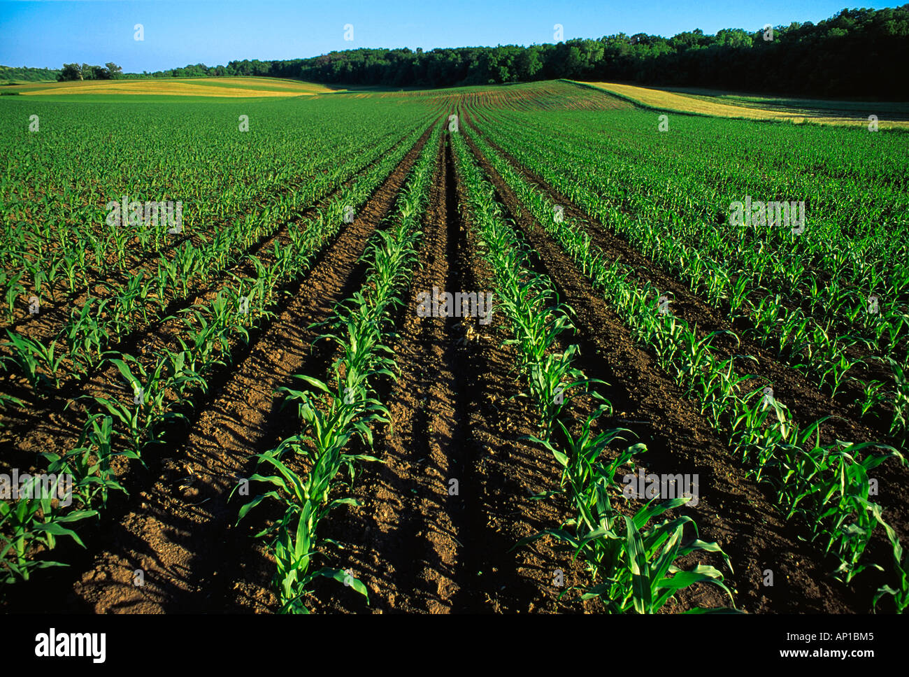 Agriculture - Field of early growth grain corn plants / Wisconsin, USA ...