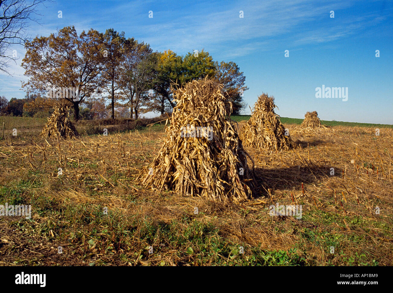 Agriculture - Corn shocks in the field in Autumn / La Grange, Indiana ...