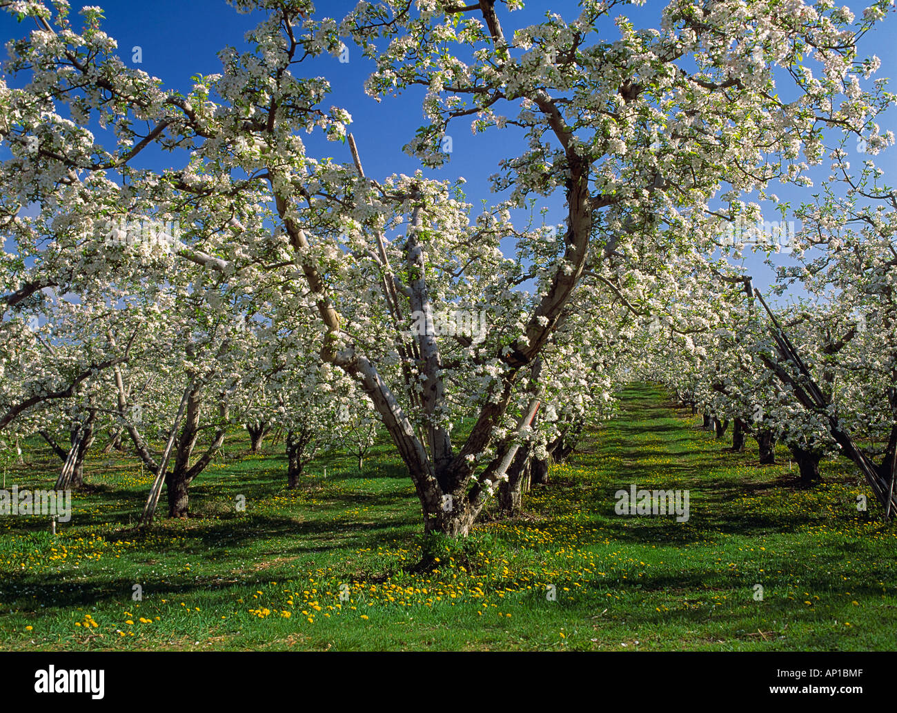 Agriculture - Mature apple orchard in full bloom / Oroville, Washington ...