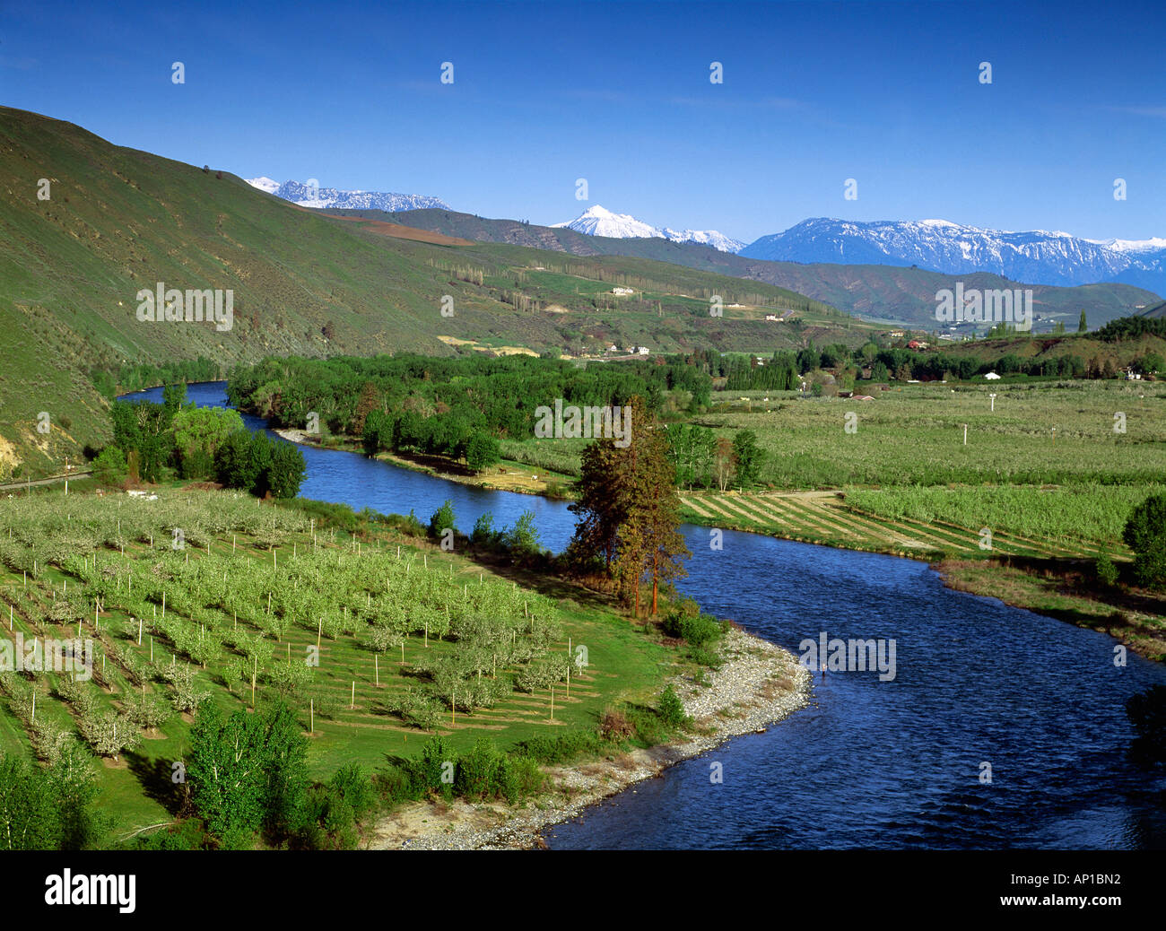 Apple orchards along the Wenatchee River with snow covered Mount ...