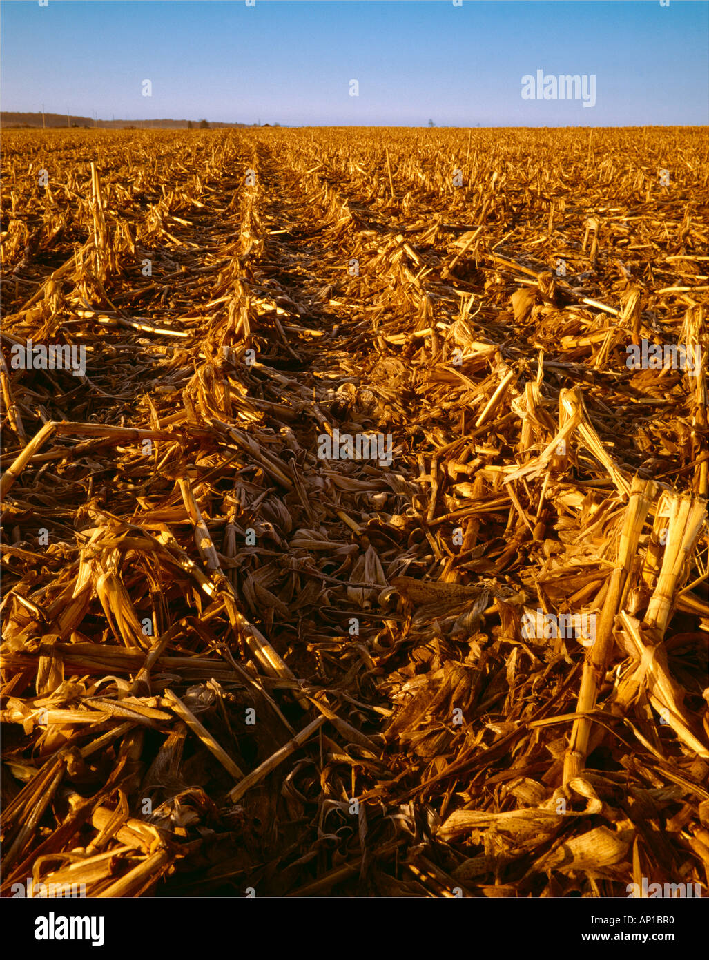 Agriculture - Field of spring corn stubble / near Rock City, Wisconsin ...