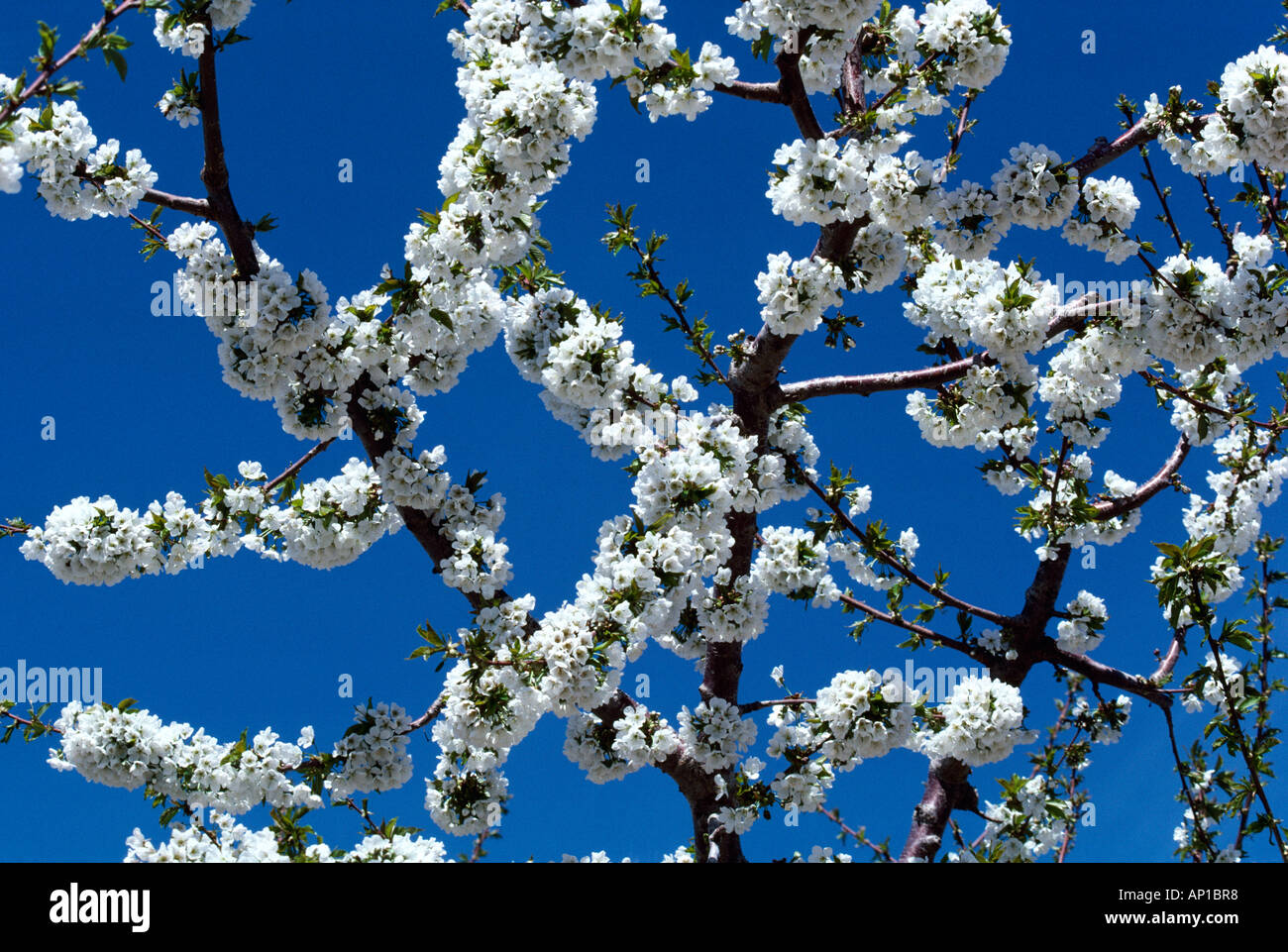 Agriculture - Cherry blossoms in full bloom and blue sky above / Boise ...