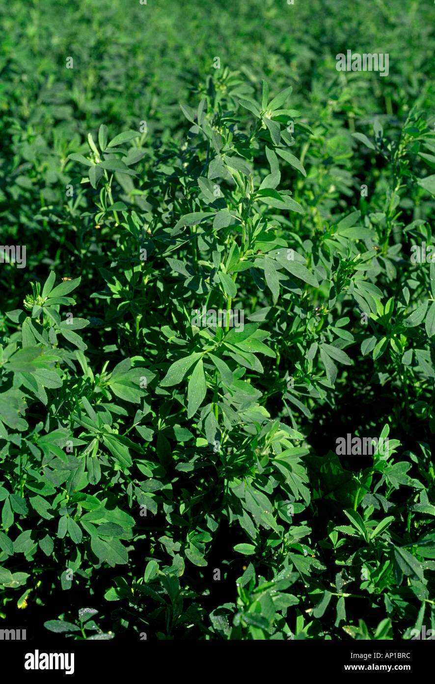Mature growth alfalfa field hi-res stock photography and images - Alamy