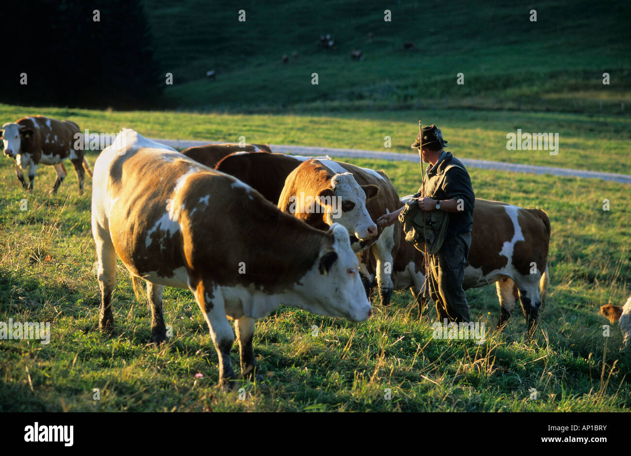 Alps bavaria cows alpine hi-res stock photography and images - Alamy