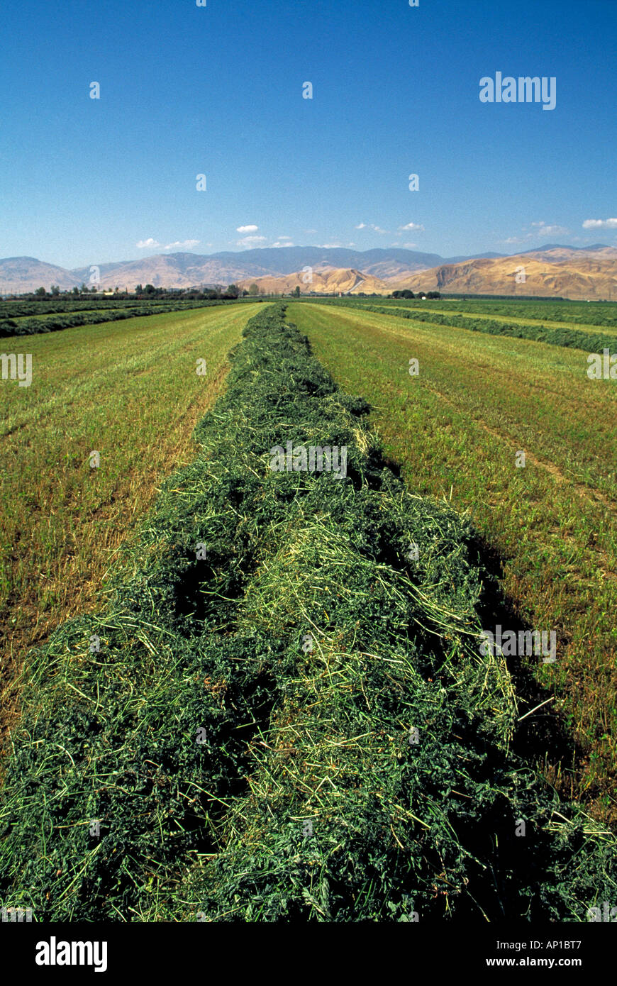 Mature growth alfalfa field hi-res stock photography and images - Alamy