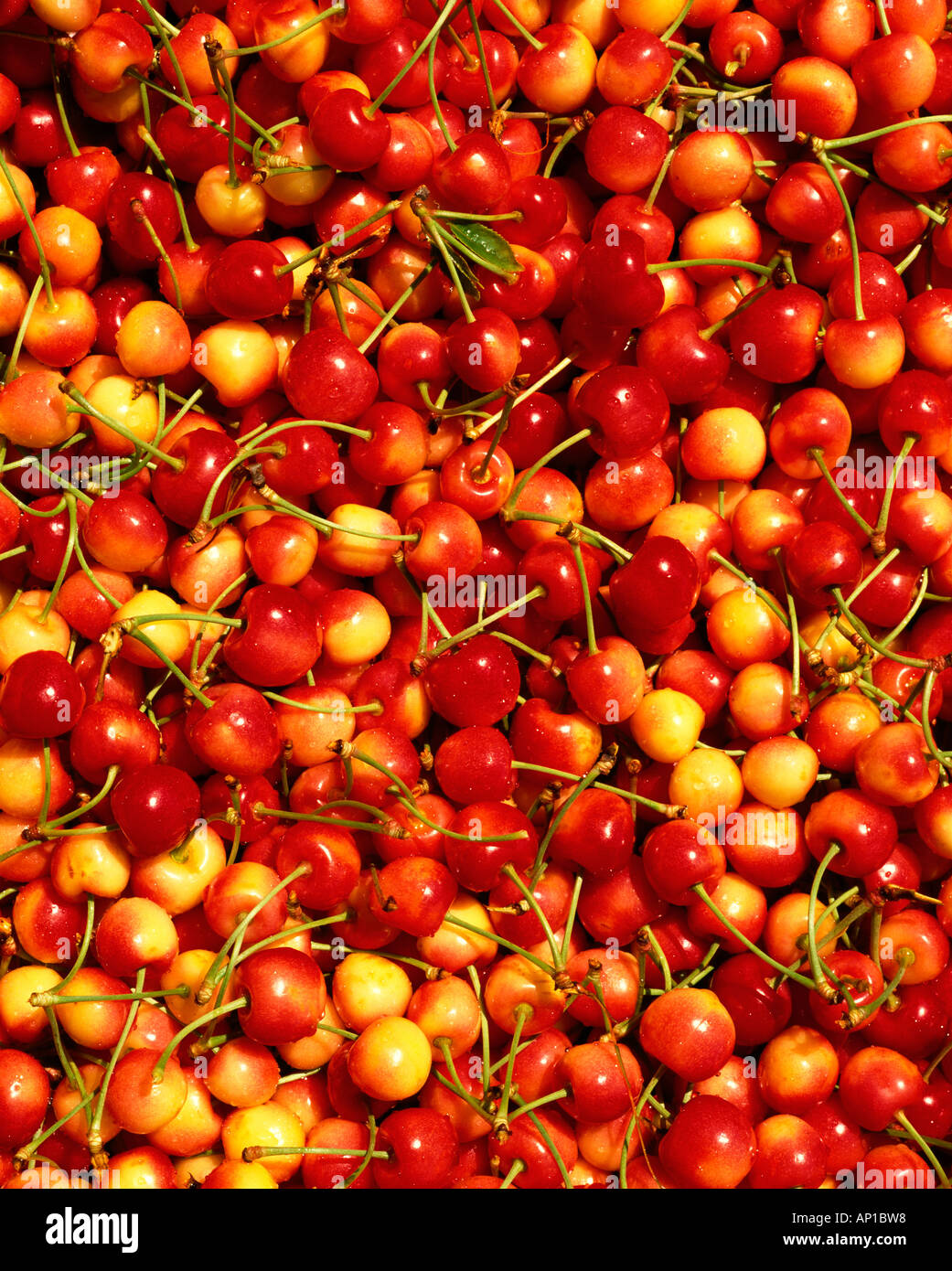 Agriculture - Rainier sweet cherries in a bin container, close up ...