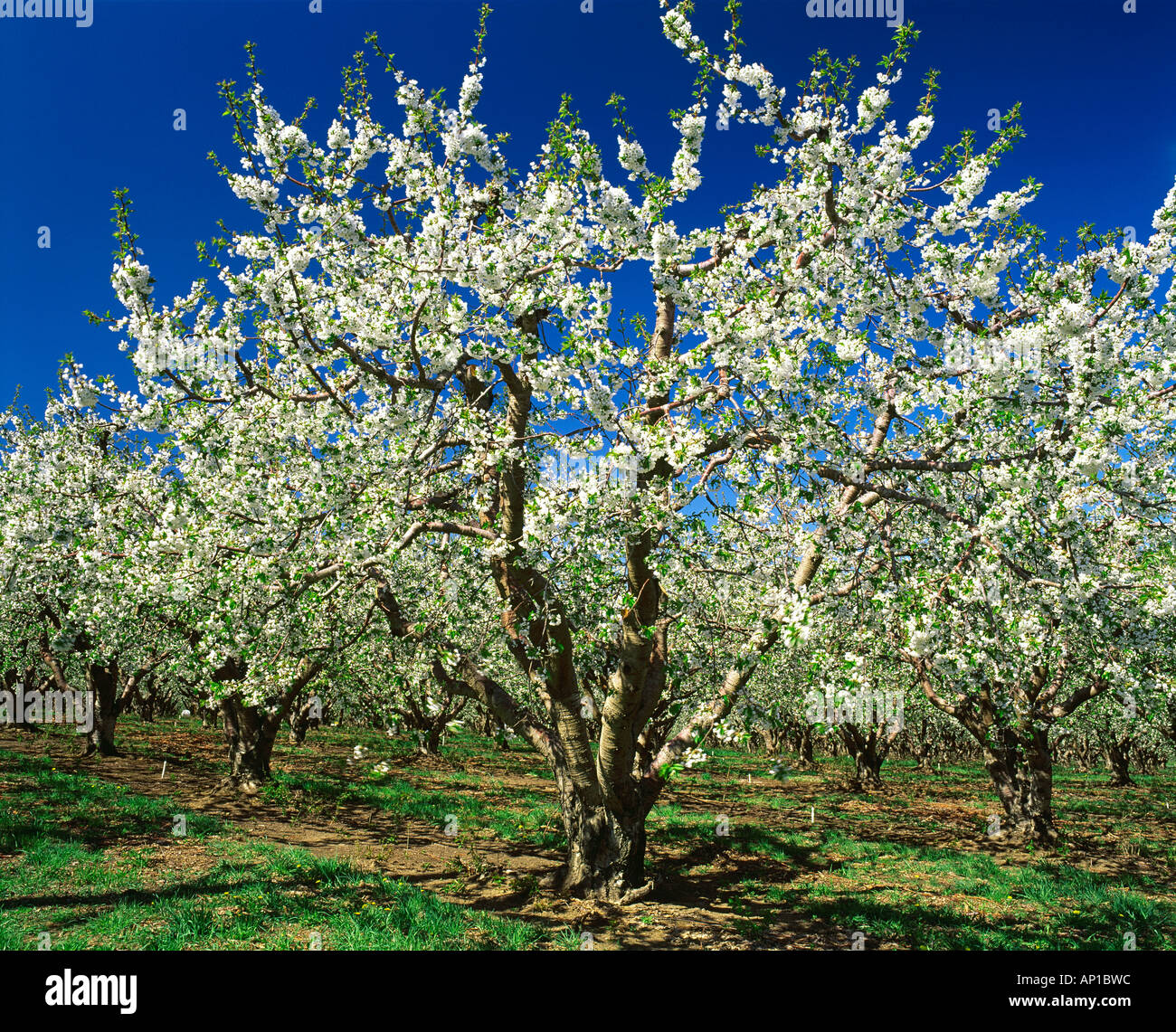Bing Cherry Trees