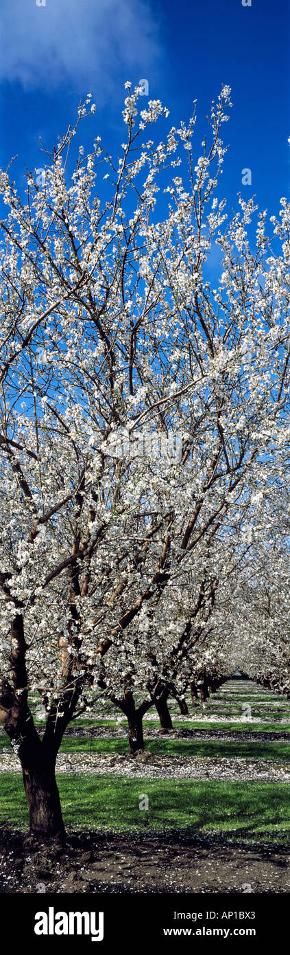 Agriculture - Almond trees in full bloom / Fresno County, California ...