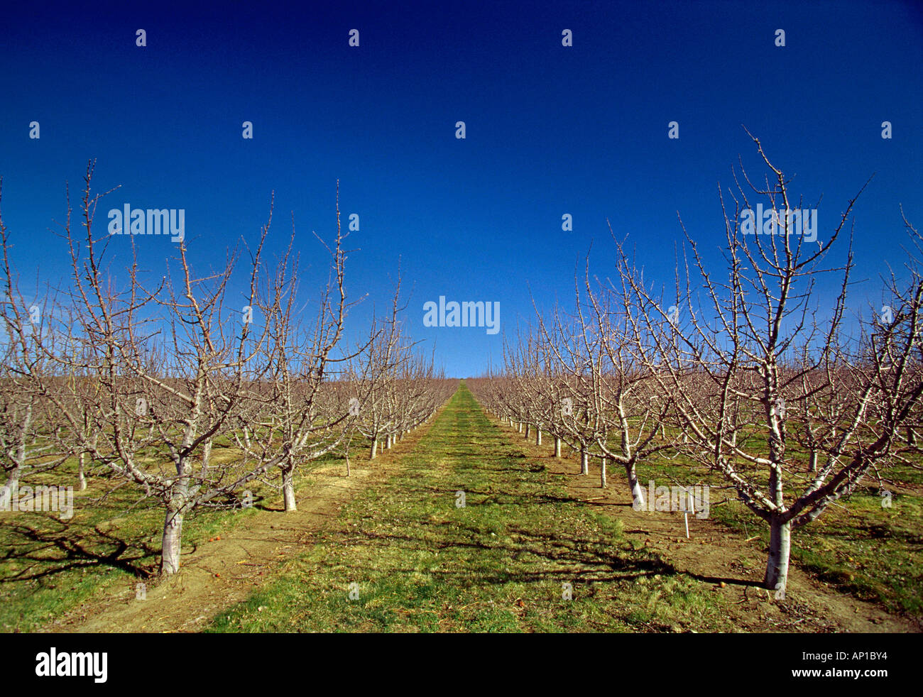 High density orchard hi-res stock photography and images - Alamy