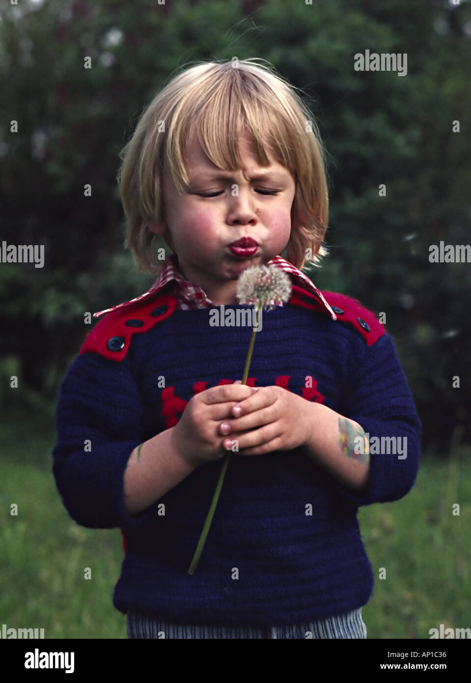 small child blowing in a puff flower from dandelion Stock Photo - Alamy